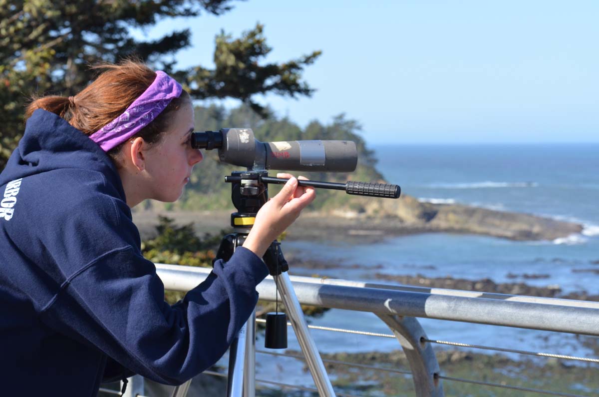 Baby seals! - Florida Tech News