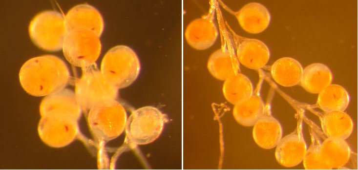 Embryonic Stone Crab Development | Florida Tech Ad Astra