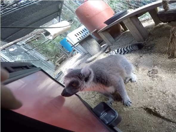 Psychology Professor Using Behavior Shaping to Train Lemur - Florida ...