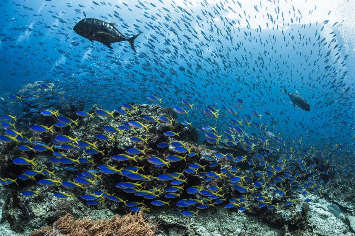 Students Find Marine Protected Areas Foster Healthier Fish
