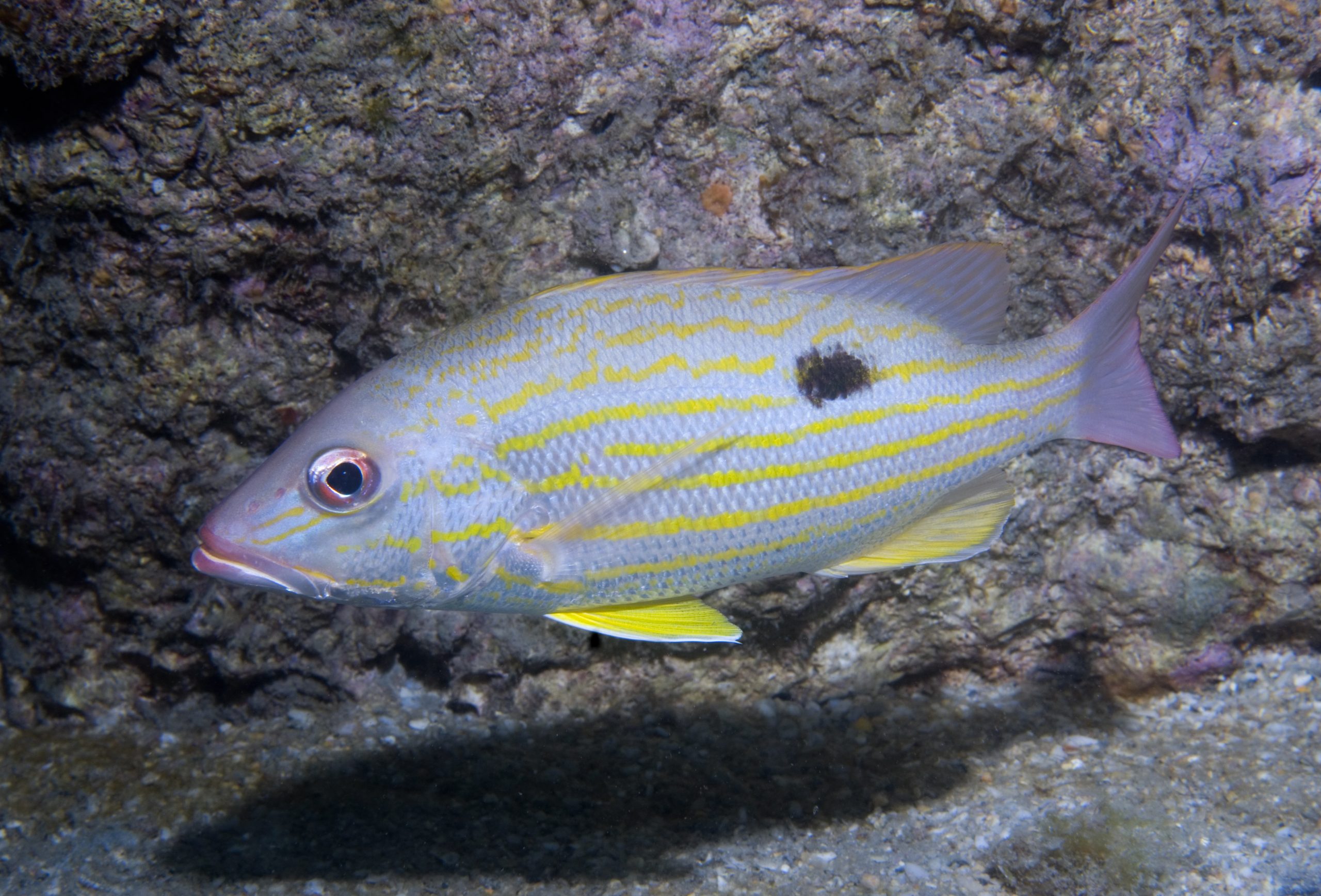 Protecting the Sources of Reef Fisheries