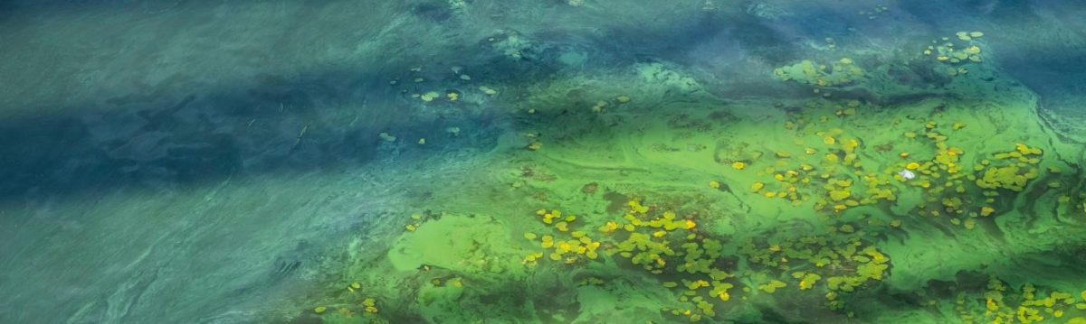 Biochar May Help Fight Against Harmful Algal Blooms