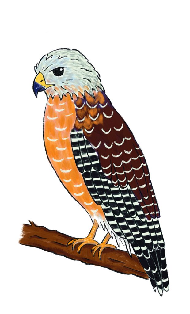 An Illustrated Field Guide to Campus - Florida Tech News+