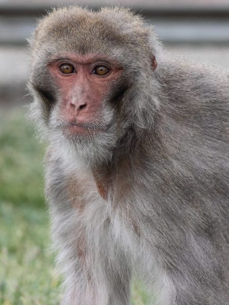 Hormone Supplementation in Rhesus Monkeys Points to Potential Autism ...