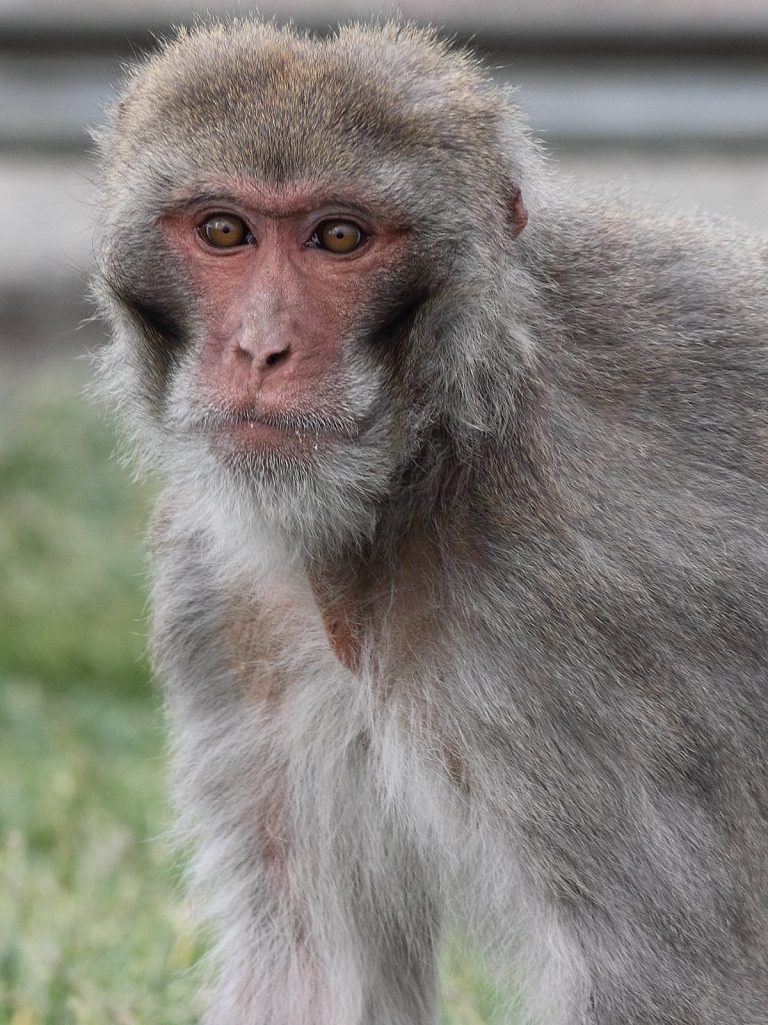 Hormone Supplementation in Rhesus Monkeys Points to Potential Autism ...