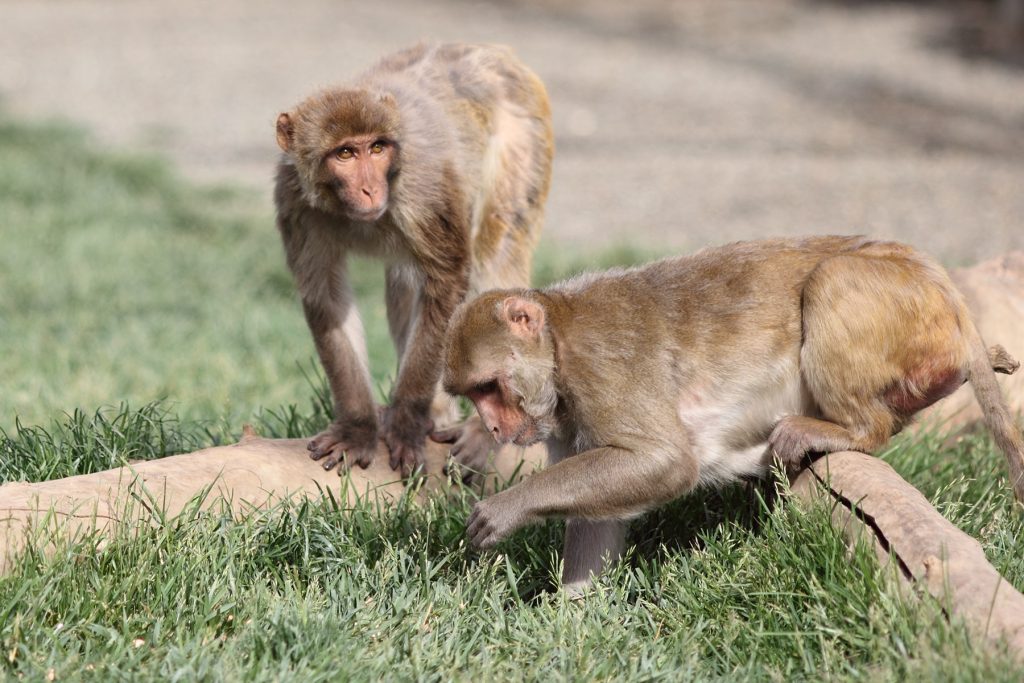 Hormone Supplementation in Rhesus Monkeys Points to Potential Autism ...