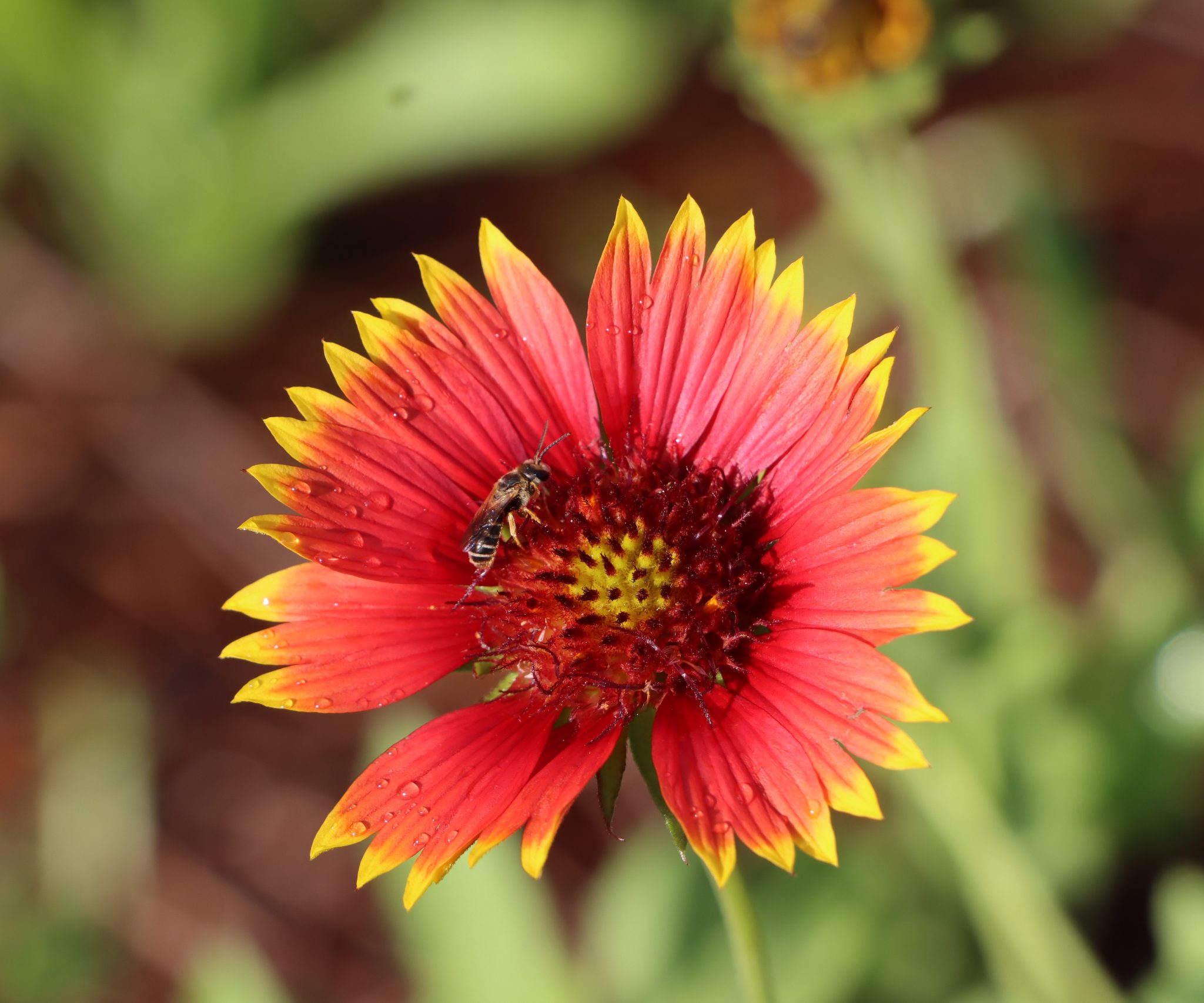 Federal Grant, Volunteers Power New Garden Project at Stone Magnet ...